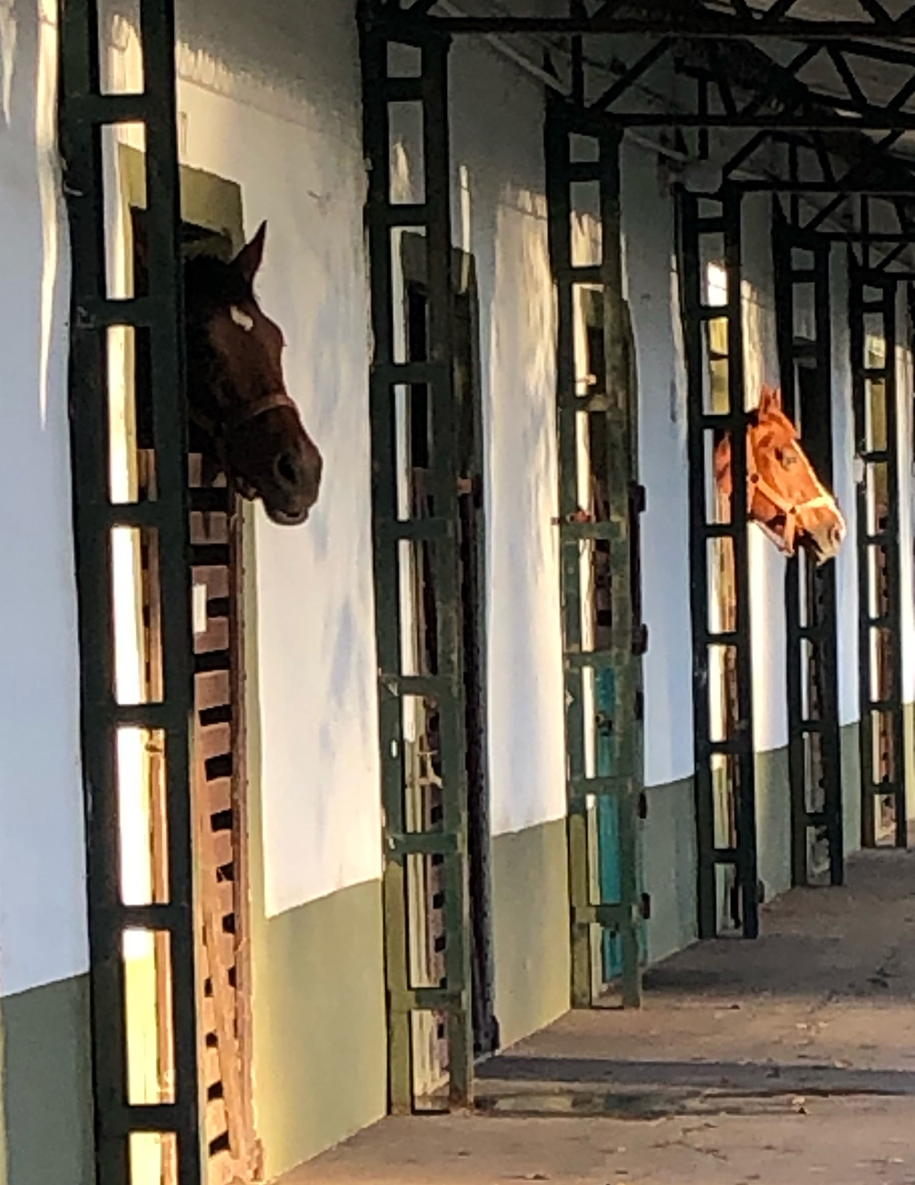 Stallions | Stud RDI