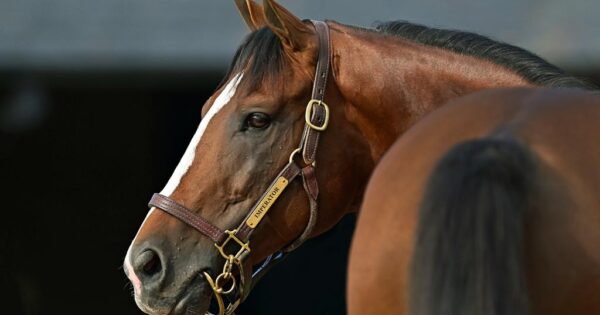 Stallions | Stud RDI