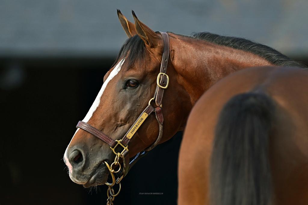 Stallions | Stud RDI